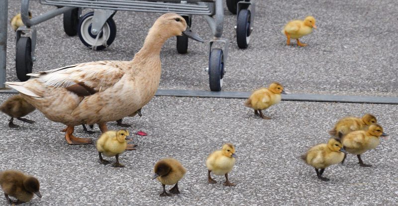 Birds of a Feather Quack Together | News, Sports, Jobs - The Intelligencer